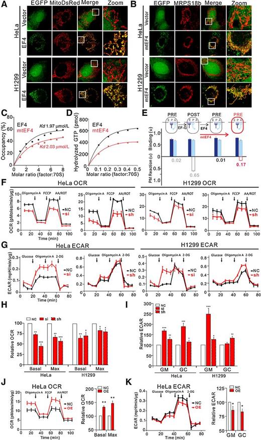 Human Elongation Factor 4 Regulates Cancer Bioenergetics by Acting as a ...