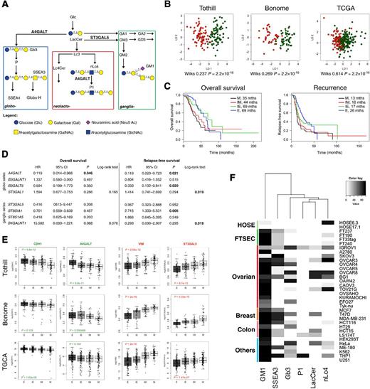 Transition of Mesenchymal and Epithelial Cancer Cells Depends on α1-4 ...