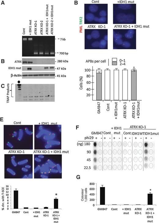 Mutant IDH1 Cooperates with ATRX Loss to Drive the Alternative ...