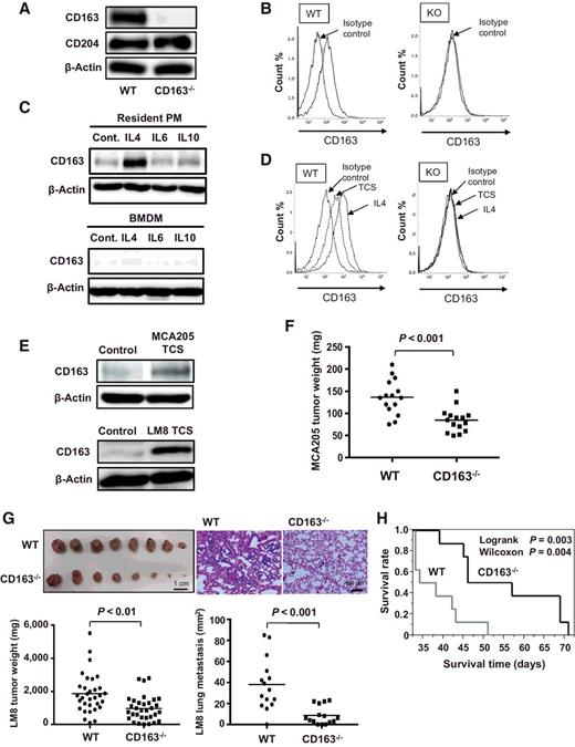 CD163 Is Required for Protumoral Activation of Macrophages in Human and ...