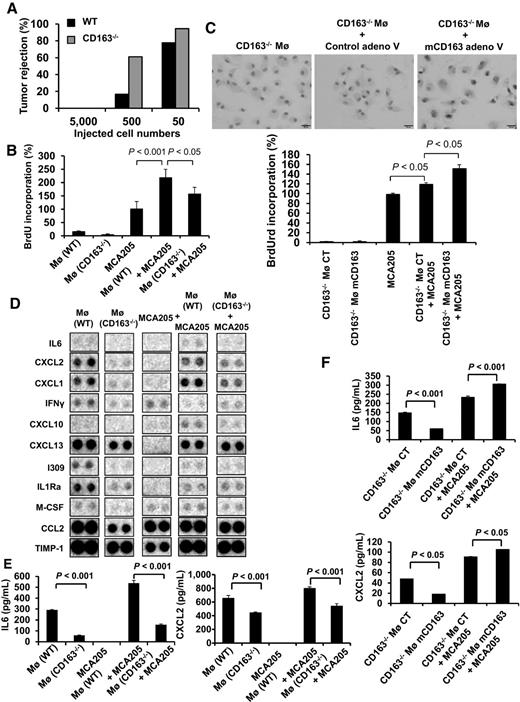 CD163 Is Required for Protumoral Activation of Macrophages in Human and ...