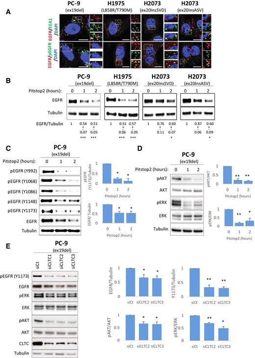 Reactivation of Mutant-EGFR Degradation through Clathrin Inhibition ...