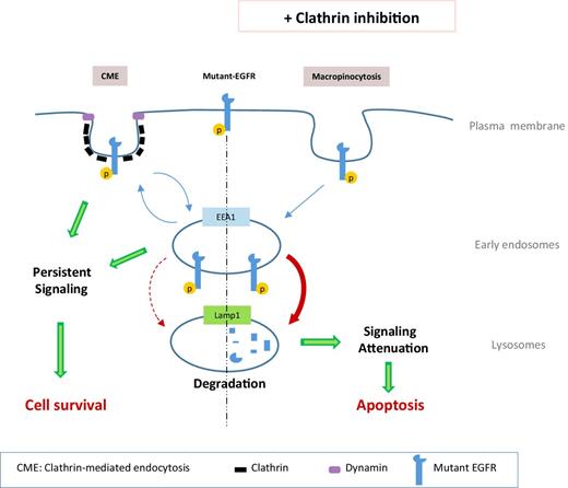 Reactivation of Mutant-EGFR Degradation through Clathrin Inhibition ...