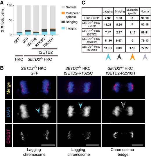 SETD2 Haploinsufficiency for Microtubule Methylation Is an Early Driver ...