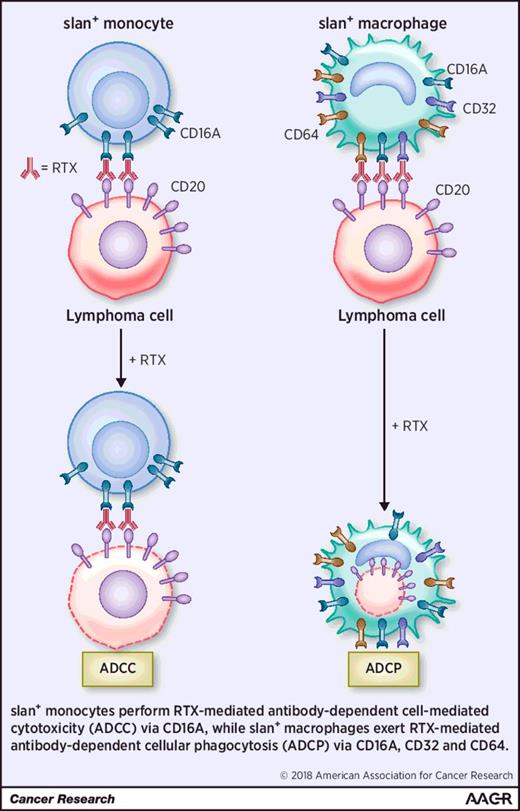 slan+ Monocytes and Macrophages Mediate CD20-Dependent B-cell Lymphoma ...