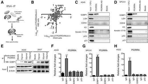 A G3BP1-Interacting lncRNA Promotes Ferroptosis and Apoptosis in Cancer ...