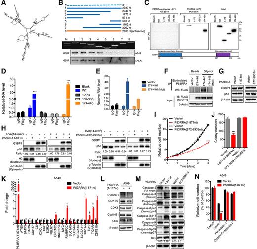 A G3BP1-Interacting lncRNA Promotes Ferroptosis and Apoptosis in Cancer ...