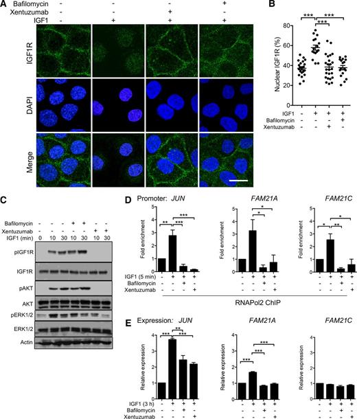Nuclear IGF1R Interacts with Regulatory Regions of Chromatin to Promote ...
