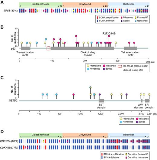 SETD2 Is Recurrently Mutated in Whole-Exome Sequenced Canine ...