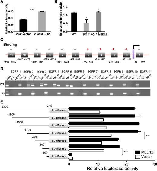 Loss of MED12 Induces Tumor Dormancy in Human Epithelial Ovarian Cancer ...