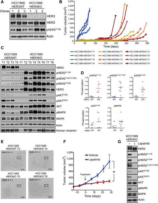 HER2 Amplification in Tumors Activates PI3K/Akt Signaling Independent ...