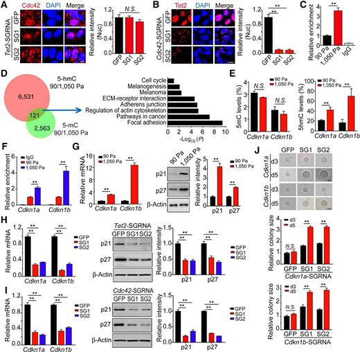 Fibrin Stiffness Mediates Dormancy of Tumor-Repopulating Cells via a ...