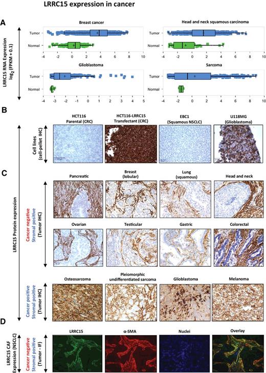 LRRC15 Is a Novel Mesenchymal Protein and Stromal Target for Antibody ...