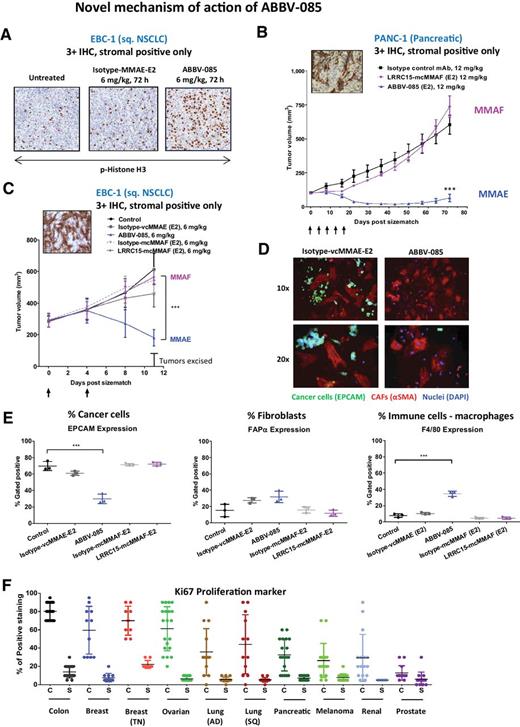 LRRC15 Is a Novel Mesenchymal Protein and Stromal Target for Antibody ...