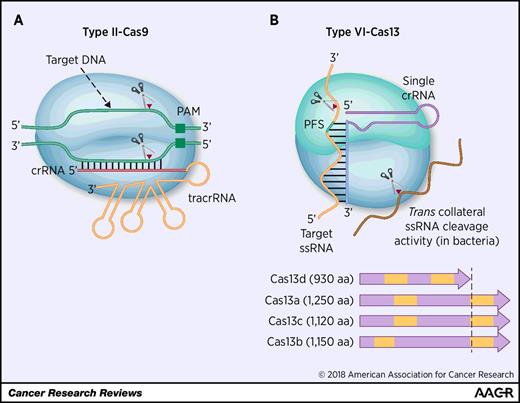 CRISPR–Cas13 Precision Transcriptome Engineering in Cancer | Cancer ...
