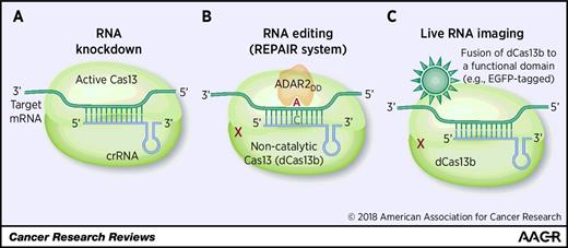 CRISPR–Cas13 Precision Transcriptome Engineering in Cancer | Cancer ...