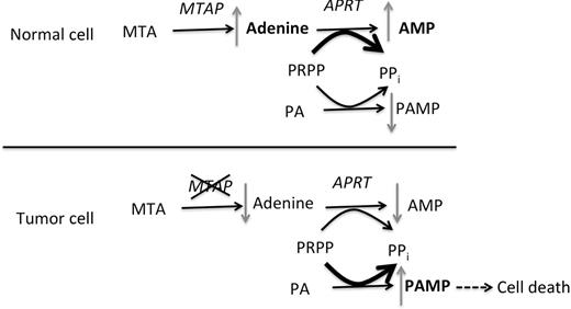 Specific Targeting of MTAP-Deleted Tumors with a Combination of 2 ...