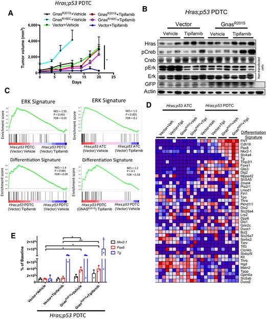 Tipifarnib Inhibits HRAS-Driven Dedifferentiated Thyroid Cancers ...