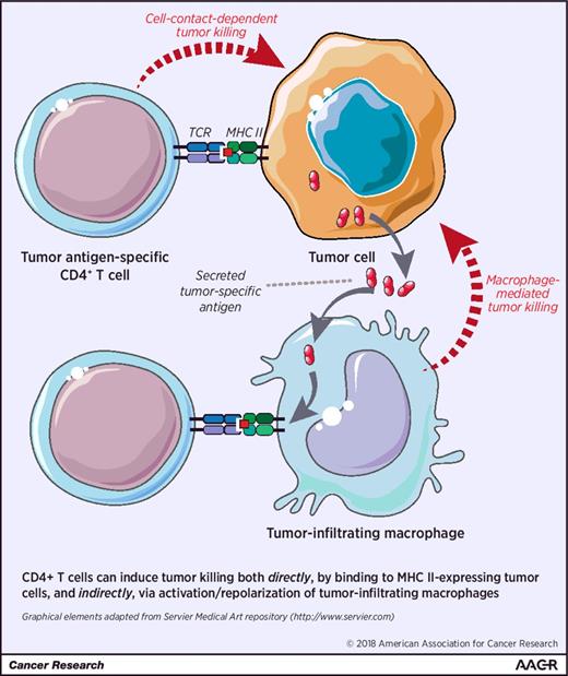CD4+ T-cell–Mediated Rejection of MHC Class II–Positive Tumor Cells Is ...