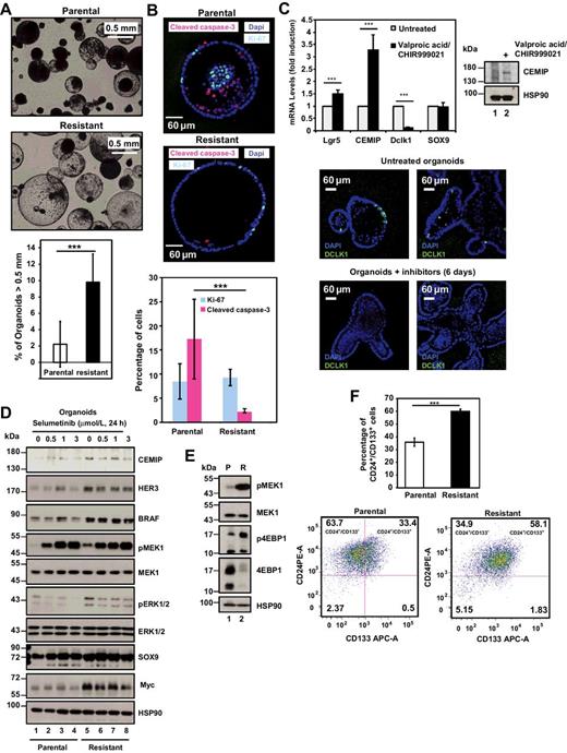 The Endosomal Protein CEMIP Links WNT Signaling to MEK1–ERK1/2 ...