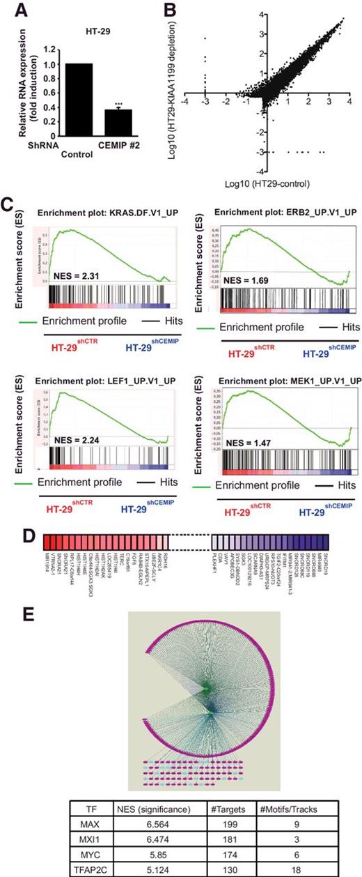 The Endosomal Protein CEMIP Links WNT Signaling to MEK1–ERK1/2 ...