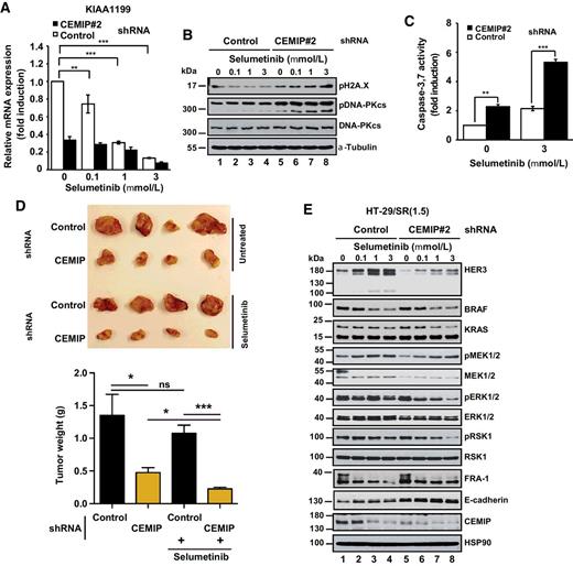The Endosomal Protein CEMIP Links WNT Signaling to MEK1–ERK1/2 ...