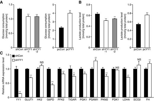 Transcription Factor YY1 Promotes Cell Proliferation by Directly ...