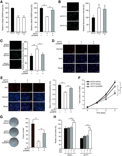 Transcription Factor YY1 Promotes Cell Proliferation by Directly ...