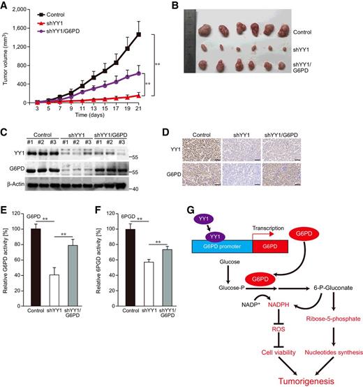 Transcription Factor YY1 Promotes Cell Proliferation by Directly ...