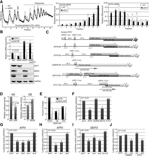 DDX3 Activates CBC-eIF3–Mediated Translation of uORF-Containing ...