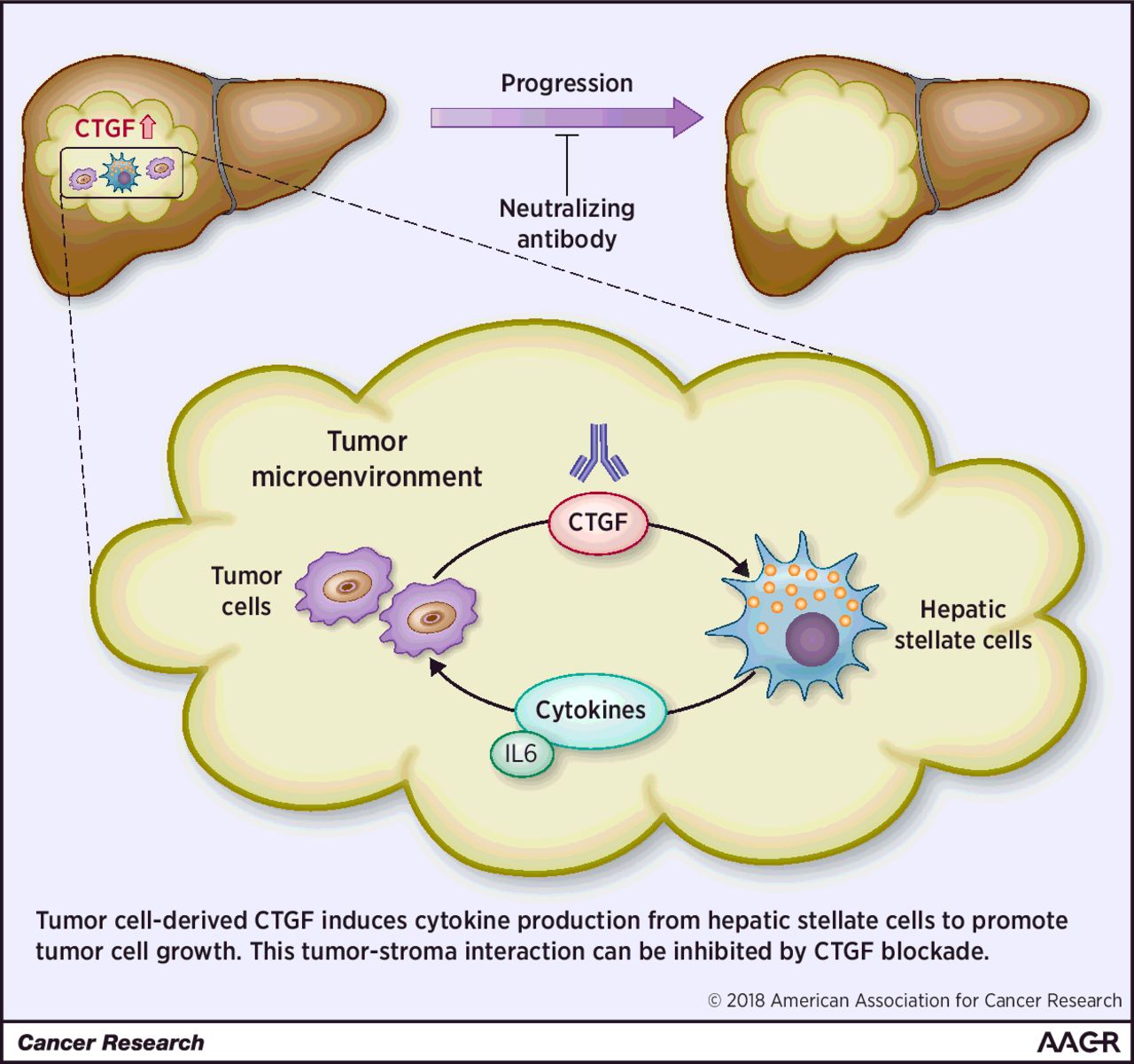 CTGF Mediates Tumor–Stroma Interactions between Hepatoma Cells and ...