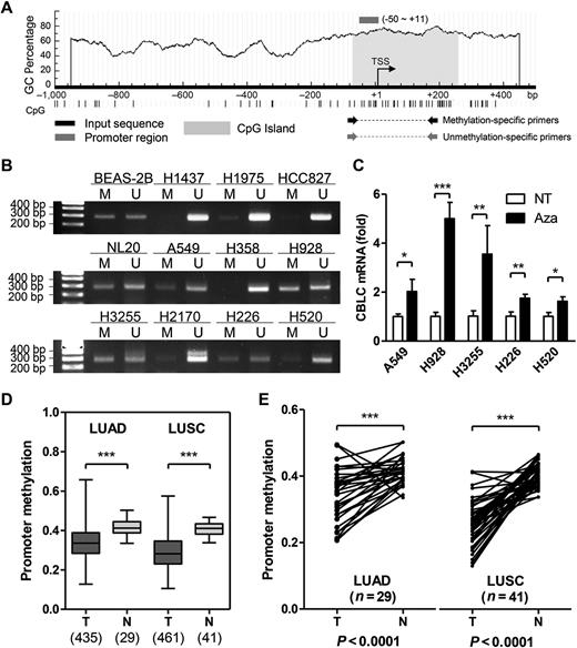 Upregulation of E3 Ubiquitin Ligase CBLC Enhances EGFR Dysregulation ...