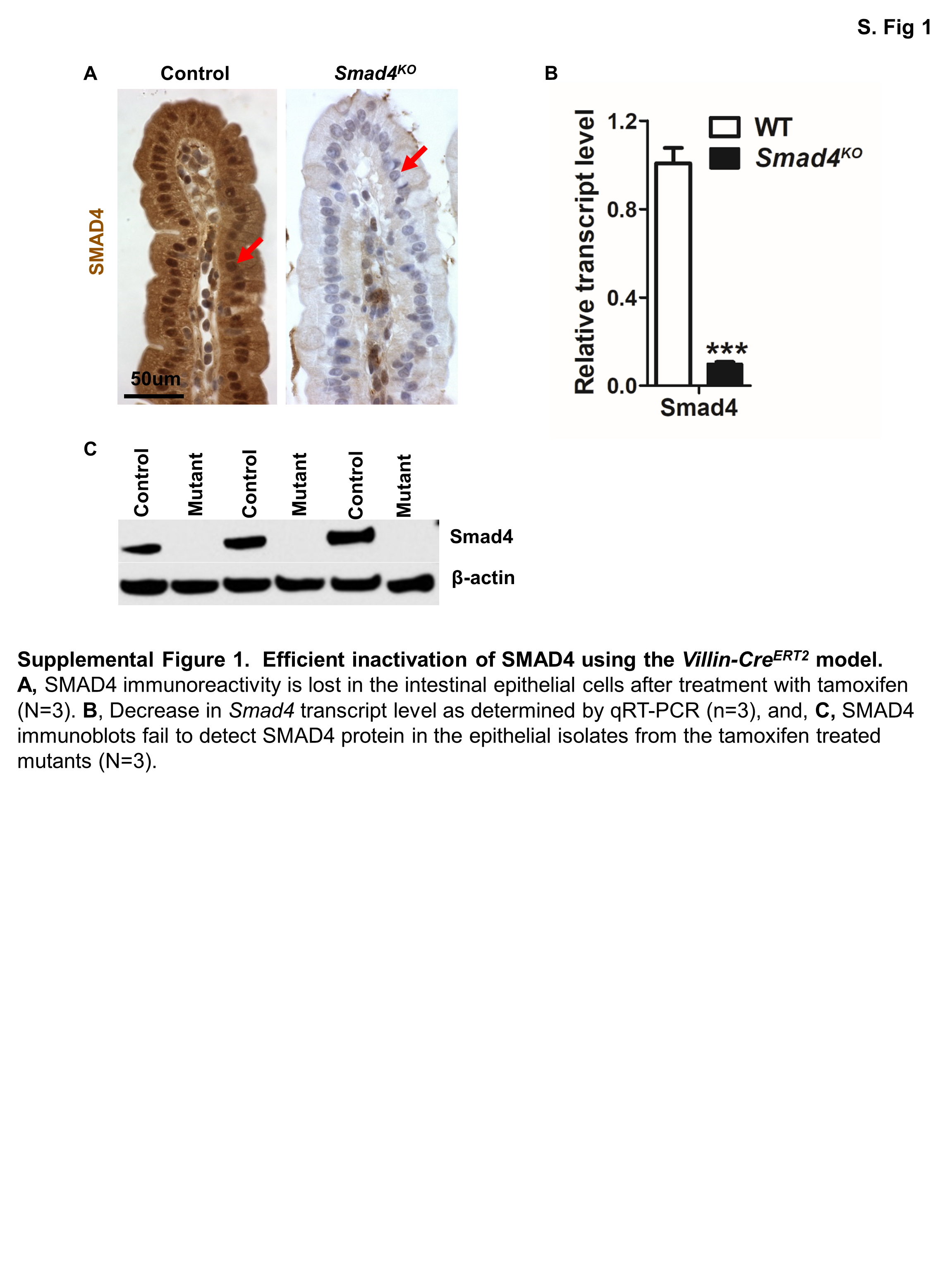 SMAD4 Suppresses WNT-Driven Dedifferentiation and Oncogenesis in the ...
