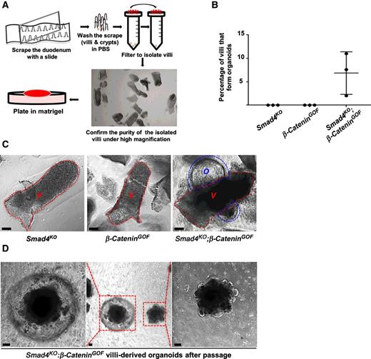 SMAD4 Suppresses WNT-Driven Dedifferentiation and Oncogenesis in the ...