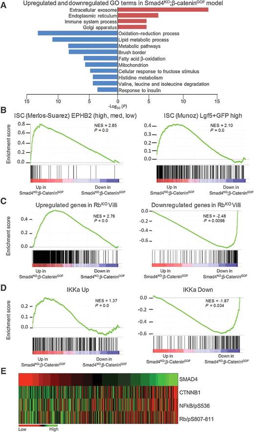 SMAD4 Suppresses WNT-Driven Dedifferentiation and Oncogenesis in the ...