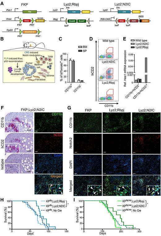 Notch-Induced Myeloid Reprogramming in Spontaneous Pancreatic Ductal ...