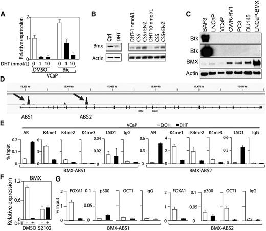 BMX-Mediated Regulation of Multiple Tyrosine Kinases Contributes to ...