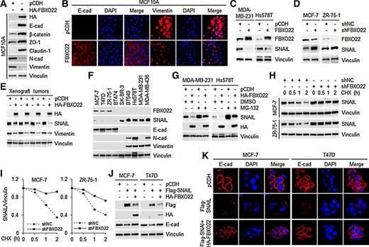 FBXO22 Possesses Both Protumorigenic and Antimetastatic Roles in Breast ...