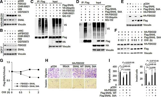 FBXO22 Possesses Both Protumorigenic and Antimetastatic Roles in Breast ...