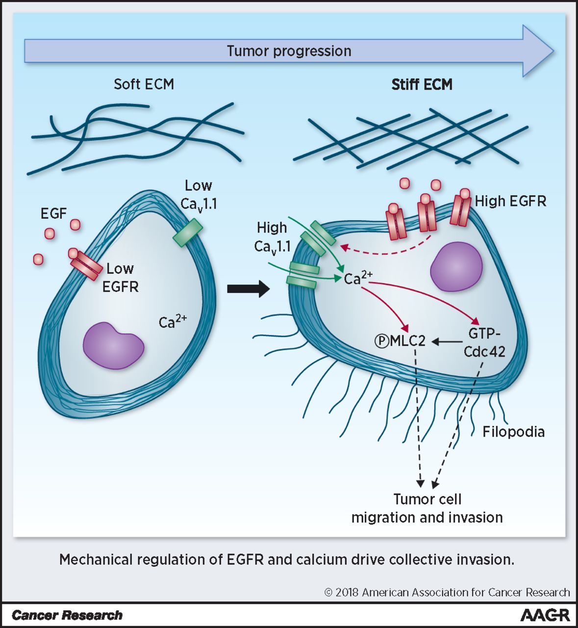 Matrix Stiffening and EGFR Cooperate to Promote the Collective Invasion ...