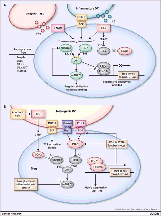 Treg Destabilization and Reprogramming: Implications for Cancer ...