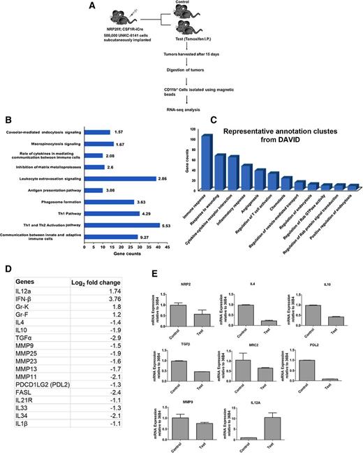 Macrophage-Derived Neuropilin-2 Exhibits Novel Tumor-Promoting ...