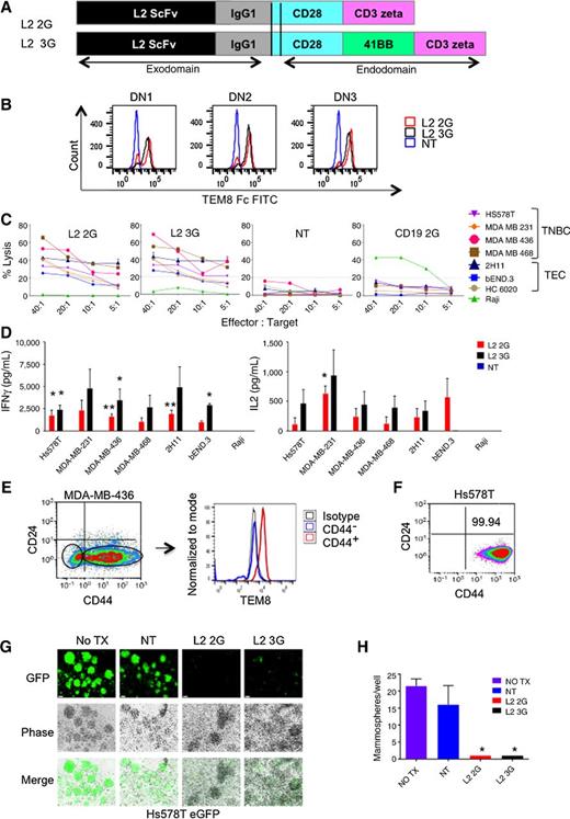 TEM8/ANTXR1-Specific CAR T Cells as a Targeted Therapy for Triple ...
