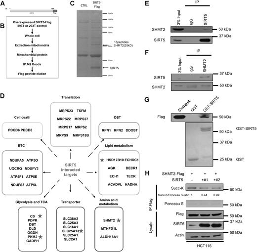 SHMT2 Desuccinylation by SIRT5 Drives Cancer Cell Proliferation ...