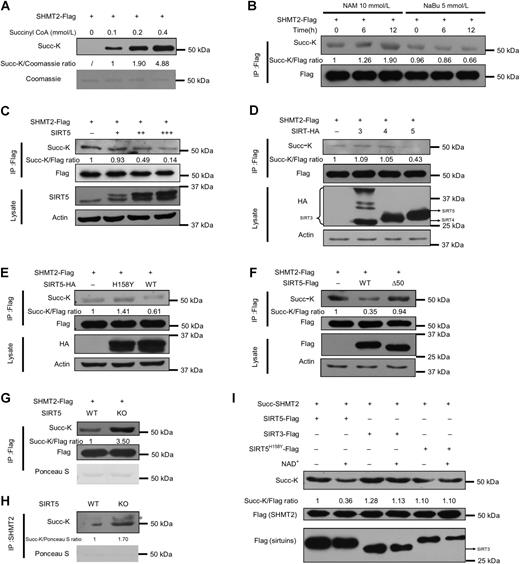SHMT2 Desuccinylation by SIRT5 Drives Cancer Cell Proliferation ...