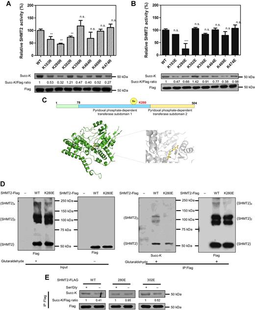 SHMT2 Desuccinylation by SIRT5 Drives Cancer Cell Proliferation ...