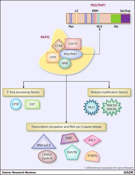 PD2/PAF1 at the Crossroads of the Cancer Network | Cancer Research ...