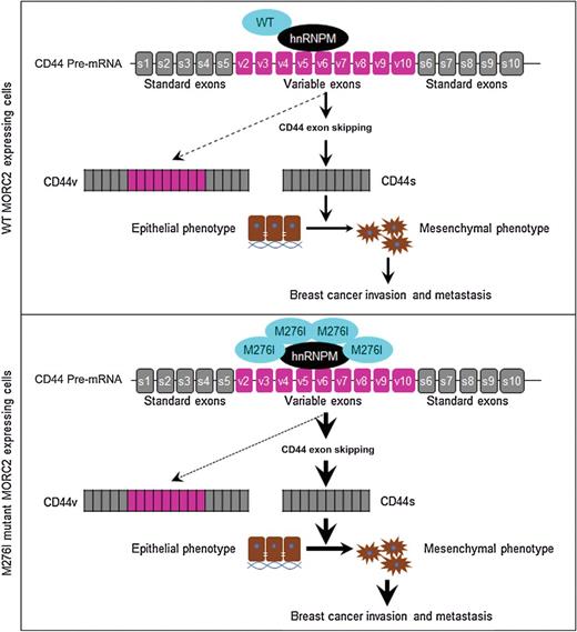 Cancer-Associated MORC2-Mutant M276I Regulates an hnRNPM-Mediated CD44 ...