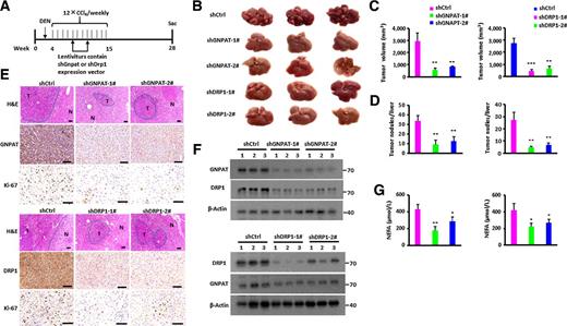 Amplification of Glyceronephosphate O-Acyltransferase and Recruitment ...