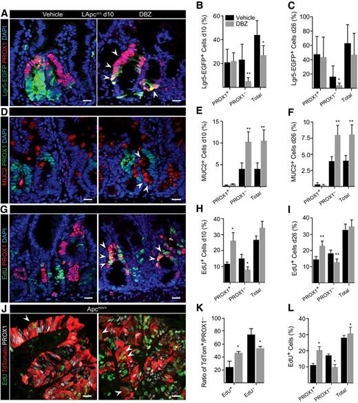 Transcription Factor PROX1 Suppresses Notch Pathway Activation via the ...